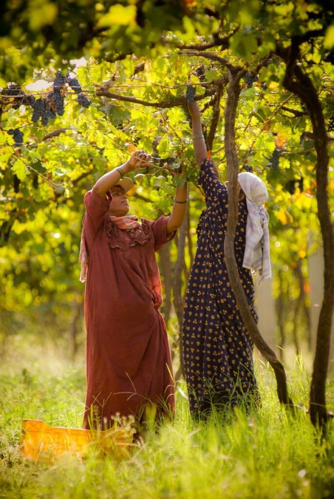 Grover Zampa Vineyards - Wine Country in South India | Sephi Bergerson ...